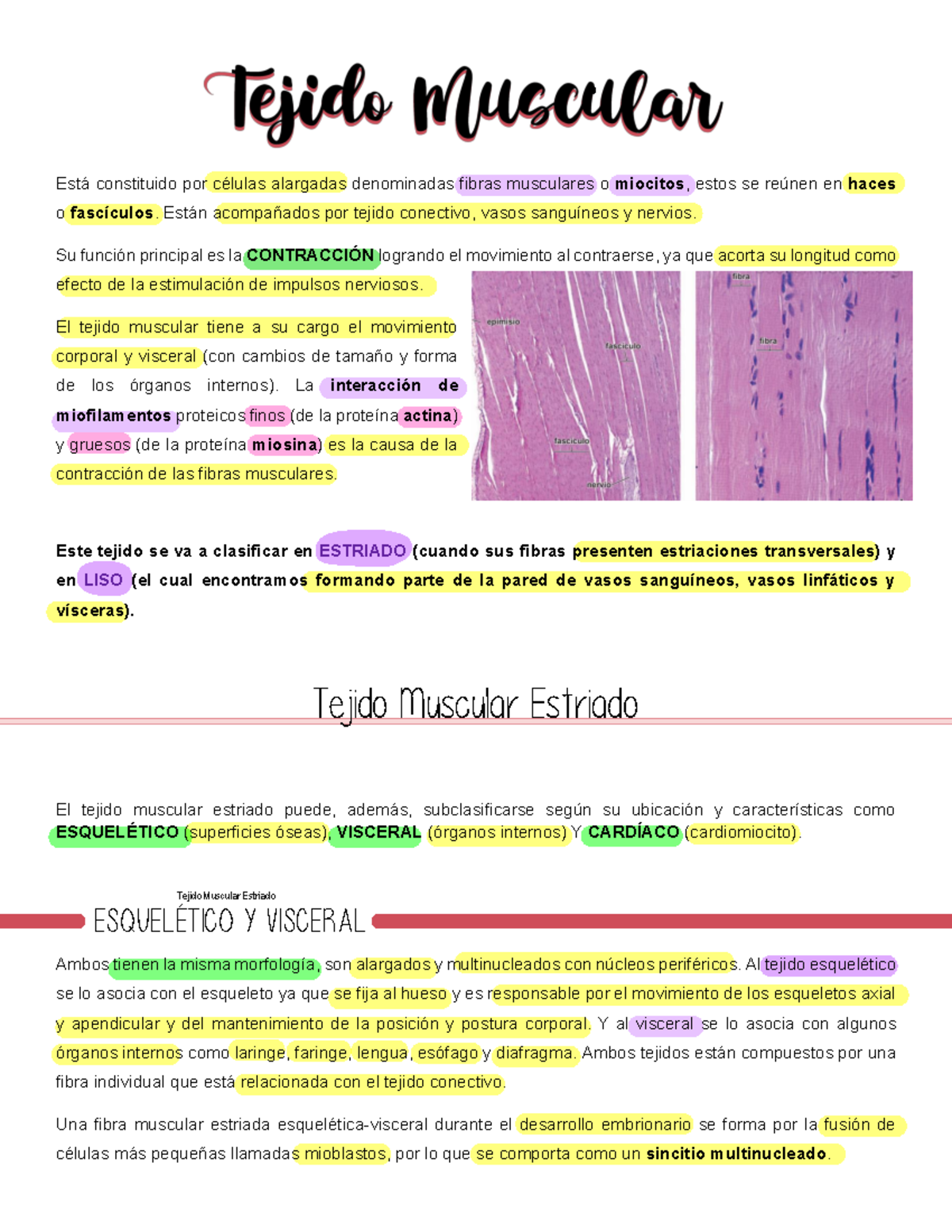 Tejido Muscular - Está constituido por células alargadas denominadas ...