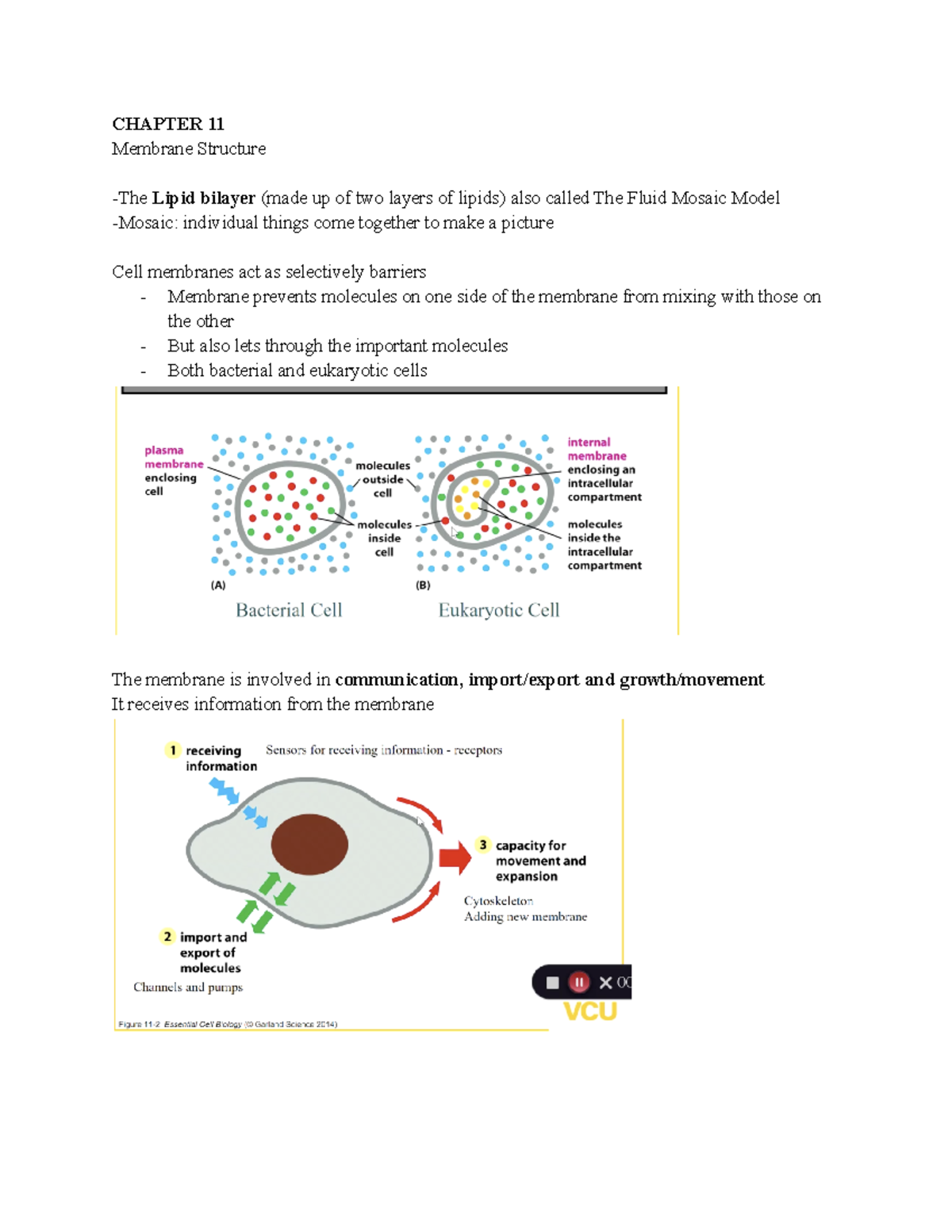 Cell Bio Exam 3 Notes - CHAPTER 11 Membrane Structure -The Lipid ...