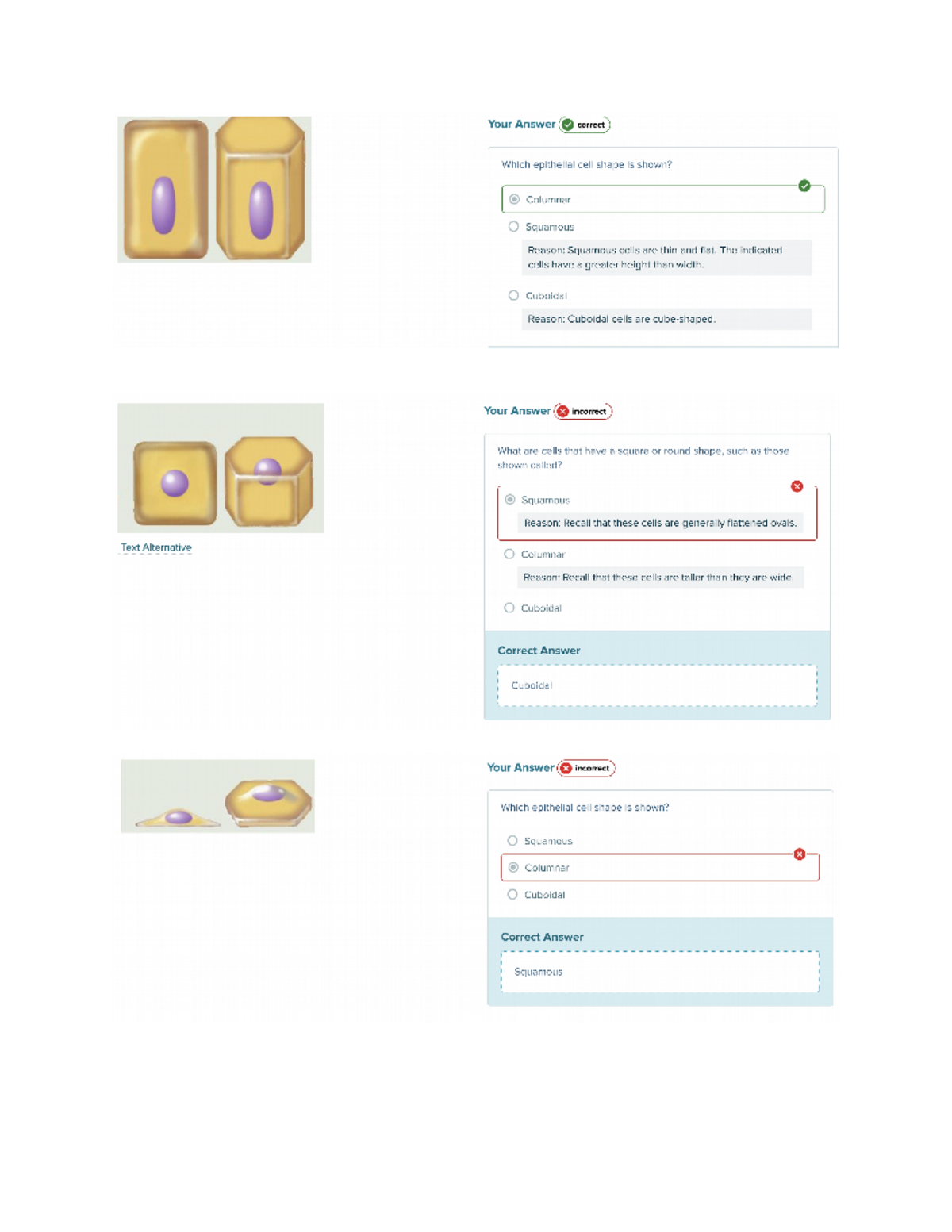 Ch. 5 - Connect Answer and notes - BSC2085 - The epithelial tissue has ...