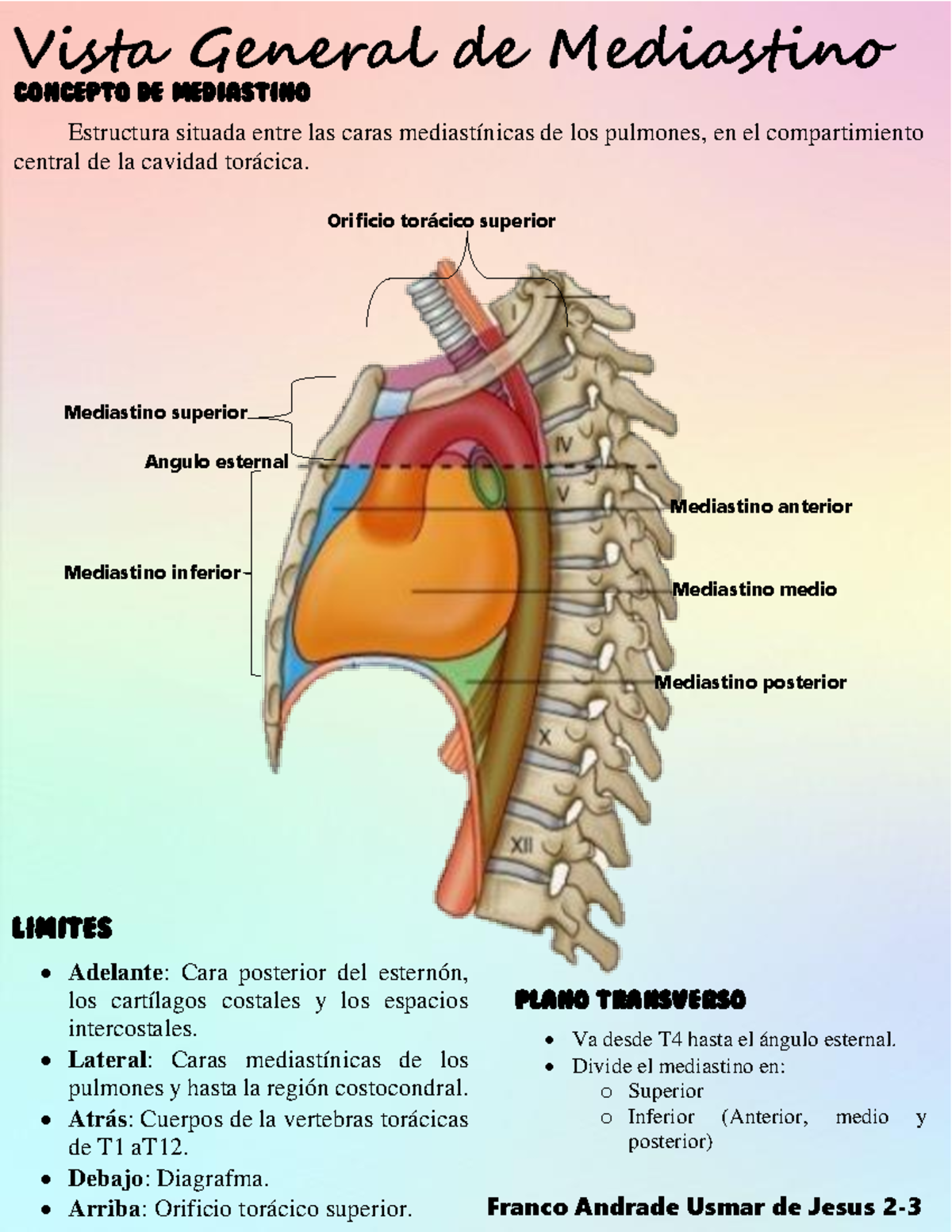 Anatomía Del Mediastino El Mediastino Y El Pericardio En: Vector De