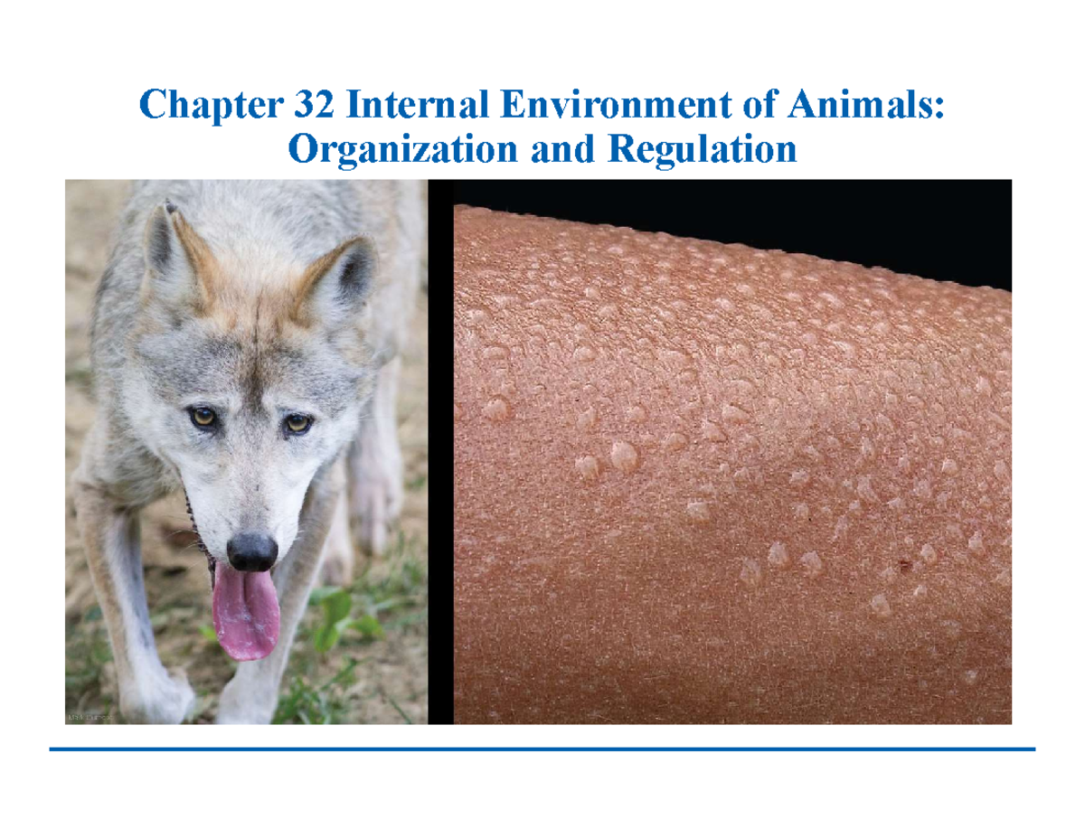 Ch 32 - Internal Environment of Animals: Anatomy & Physiology Overview ...