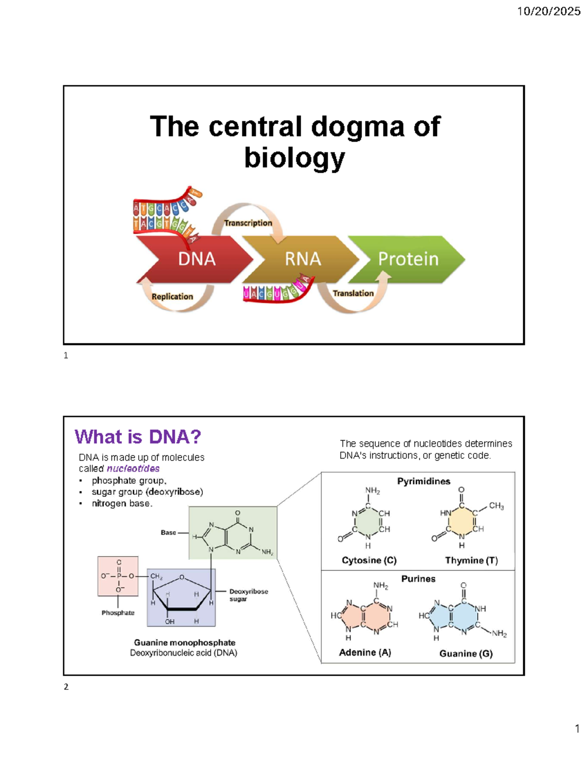 BIO212 - Lecture 14 Handout: DNA Replication, Transcription ...