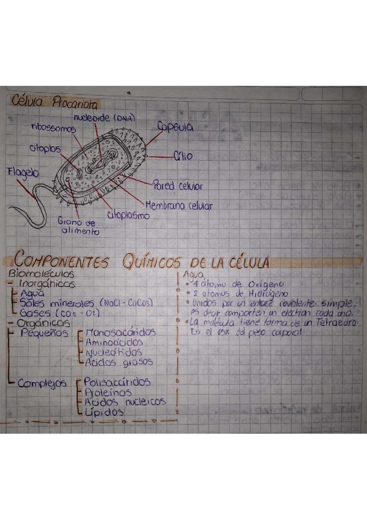 Célula - Celula procariota - Célula Procariota nucleoide (DNA ...