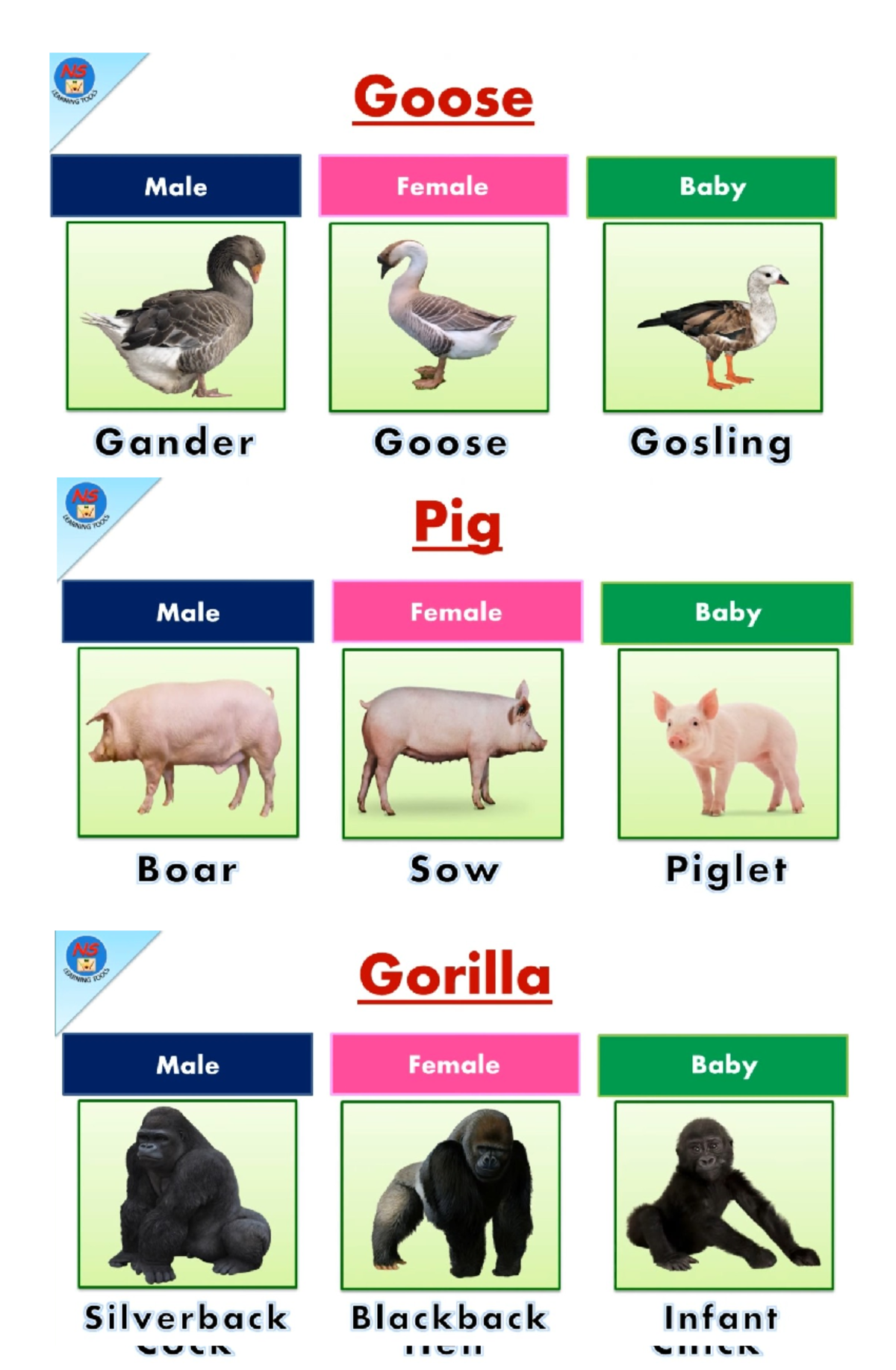NS LEARNING TOOLS: Animal Gender Identification for FS 2 Classes - Studocu