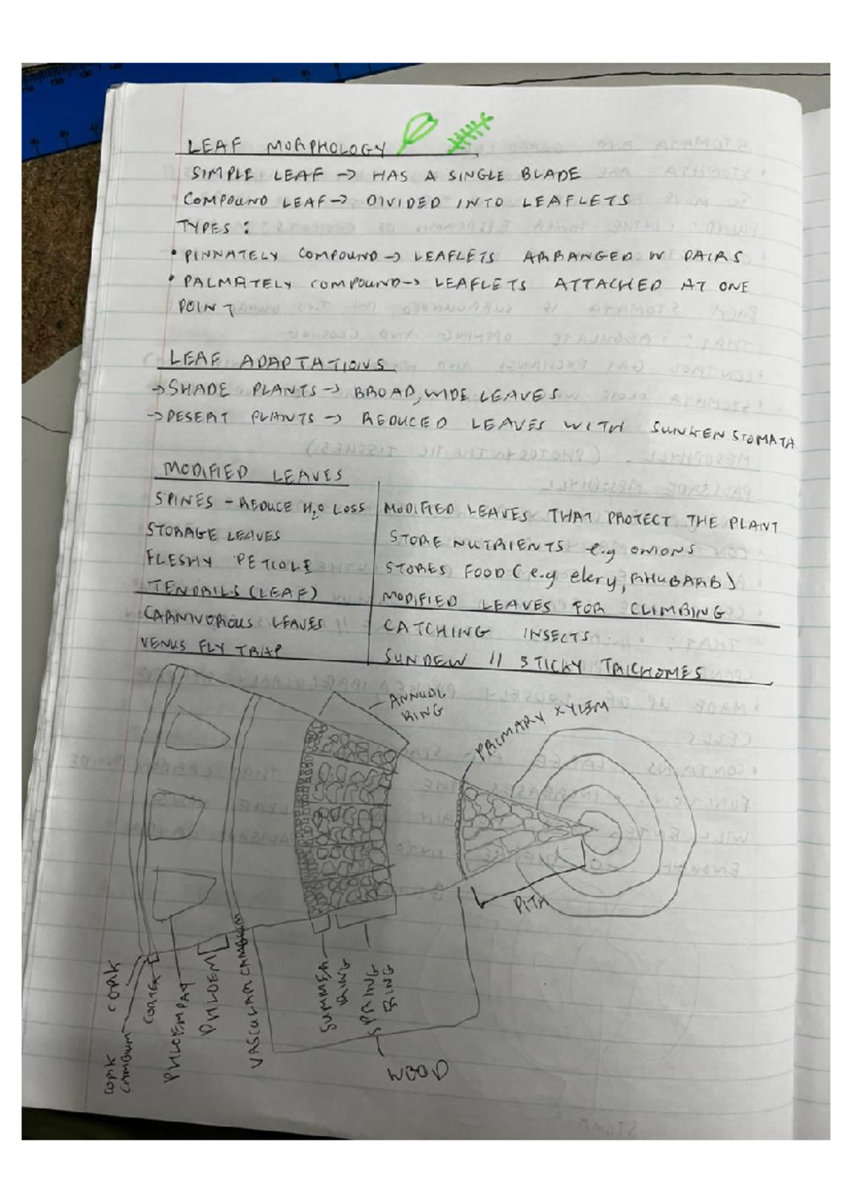 LEAF Morphology CSMMFLE: Study Unit 5 Notes on Leaf Structure - Studocu
