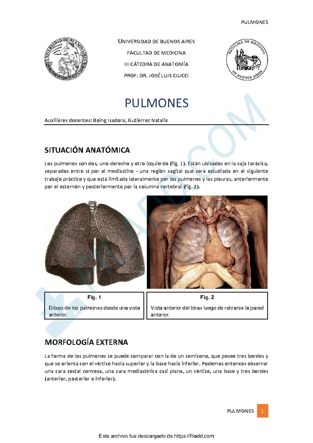 Pulmones - PULMONES 1 UNIVERSIDAD DE BUENOS AIRES FACULTAD DE MEDICINA ...
