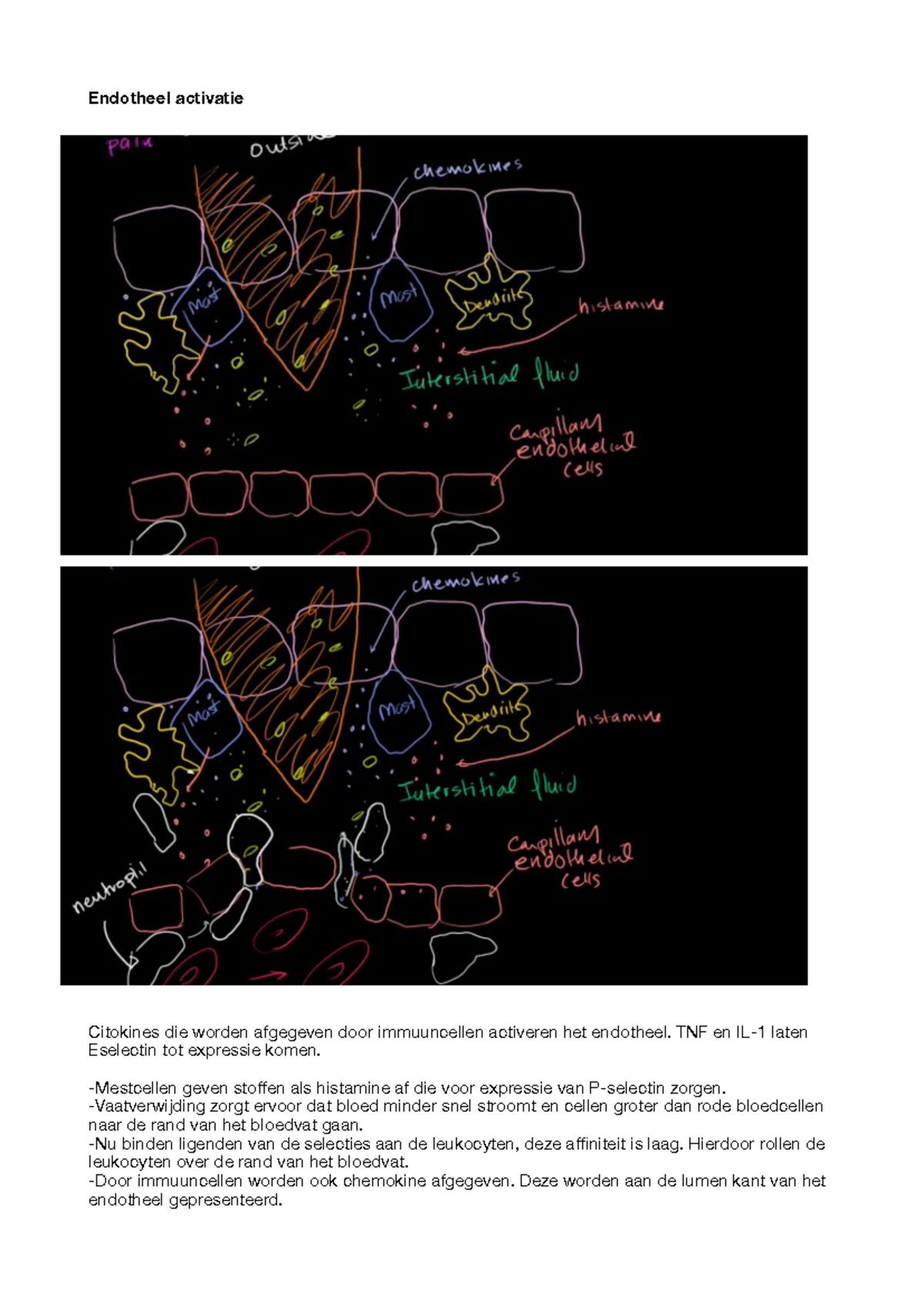 Samenvatting van Endotheel Activatie en Complementsysteem in ...