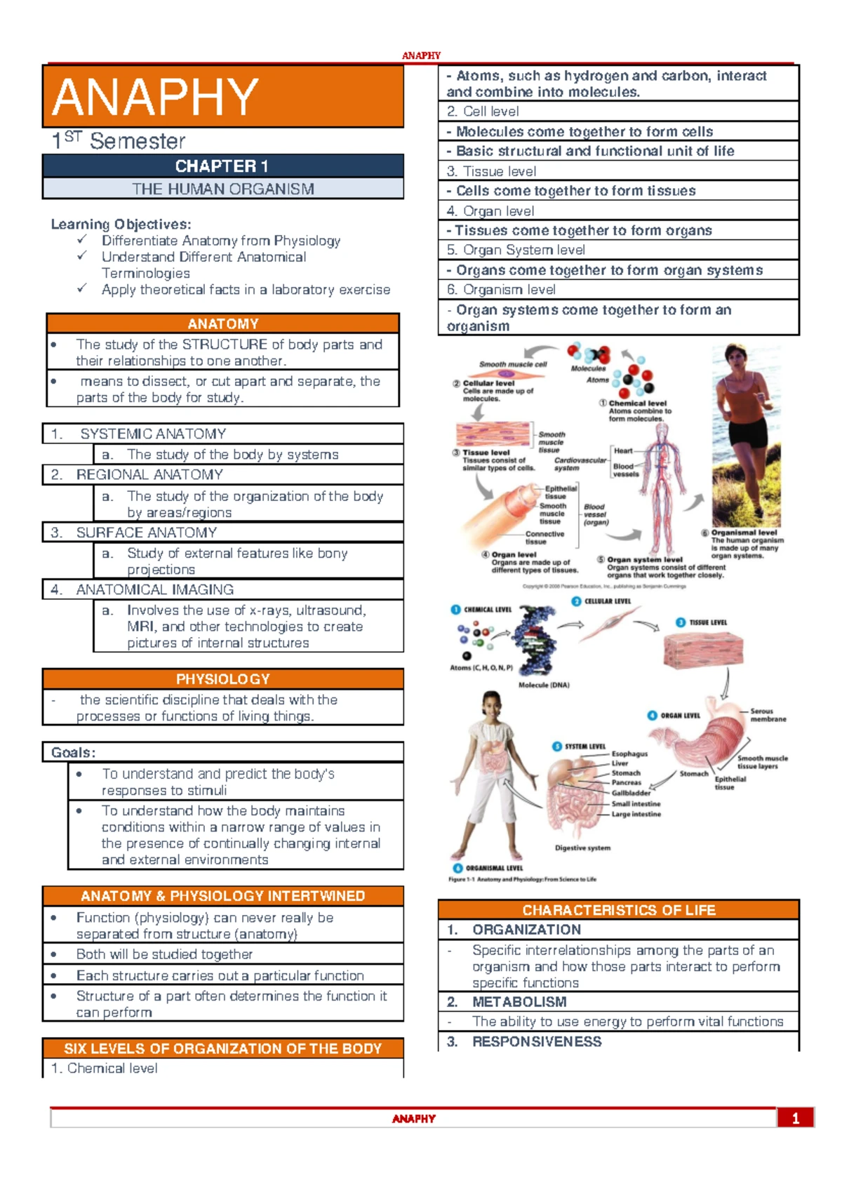 Anatomy & Physiology Study Guide: Key Concepts & Subdivisions - Studocu