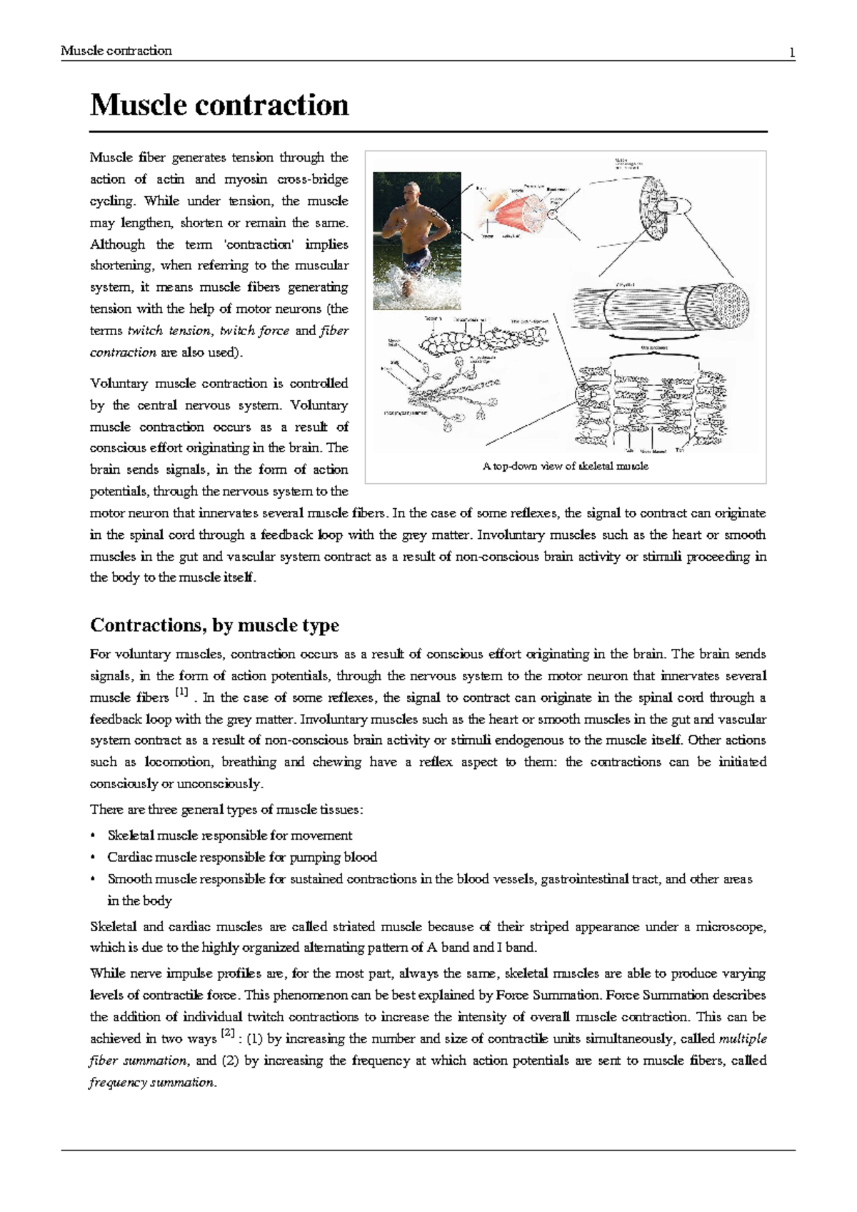 Muscle contractions - While under tension, the muscle may lengthen ...