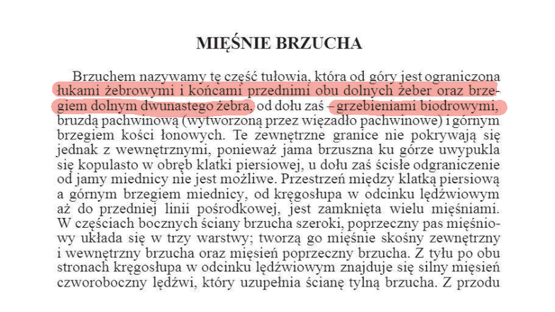 MIESNIE BRZUCHA: Anatomia i Funkcje - Notatki z Lekcji - Studocu