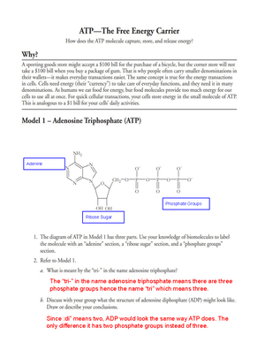 ACaseof Cystic Fibrosis KEY-1 - A Case of Cystic Fibrosis - ANSWER KEY ...