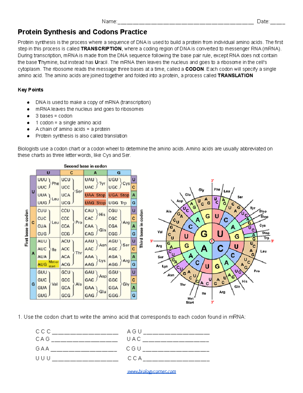 Protein Synthesis and Codons Practice - Name