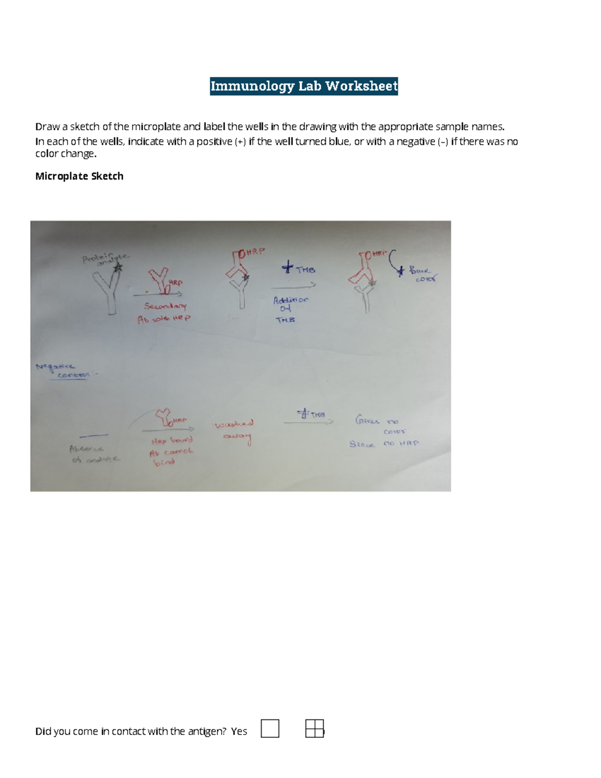 Immunology worksheet - Immunology Lab Worksheet Draw a sketch of the ...