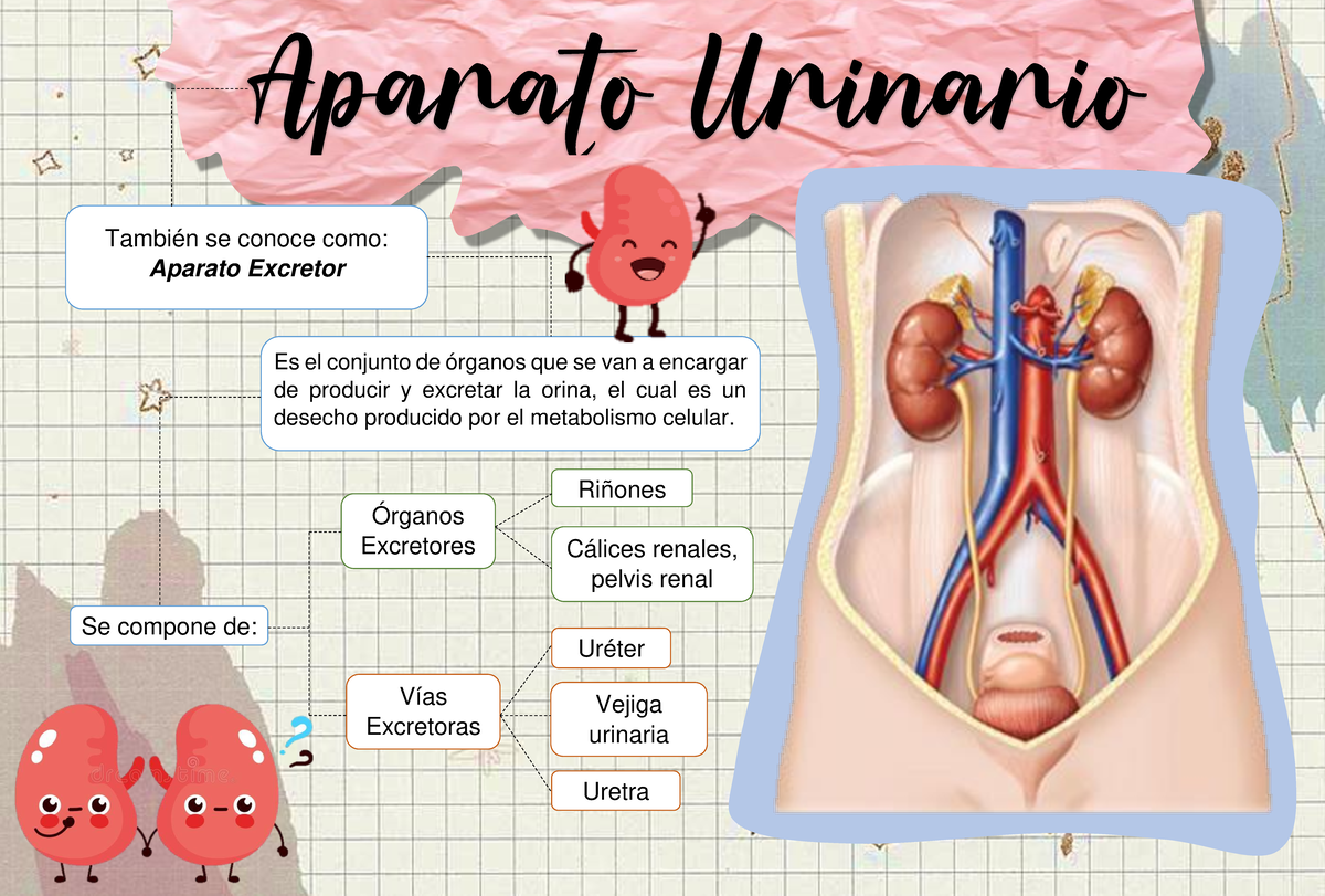 Anatomía Del Sistema Urinario Femenino