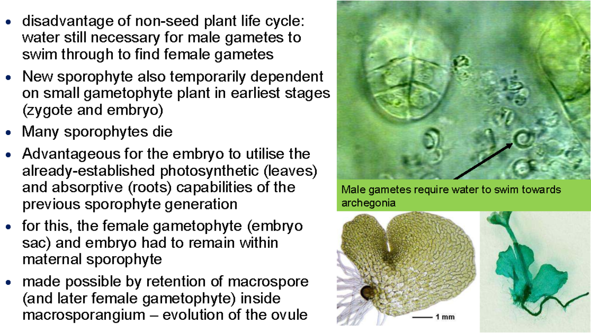 Plant Diversity Lecture 7: Disadvantages of Plant Life Cycle [Biology ...