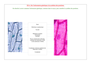 Schématisation d'une cellule végétale - Les cellules végétales : Schéma ...