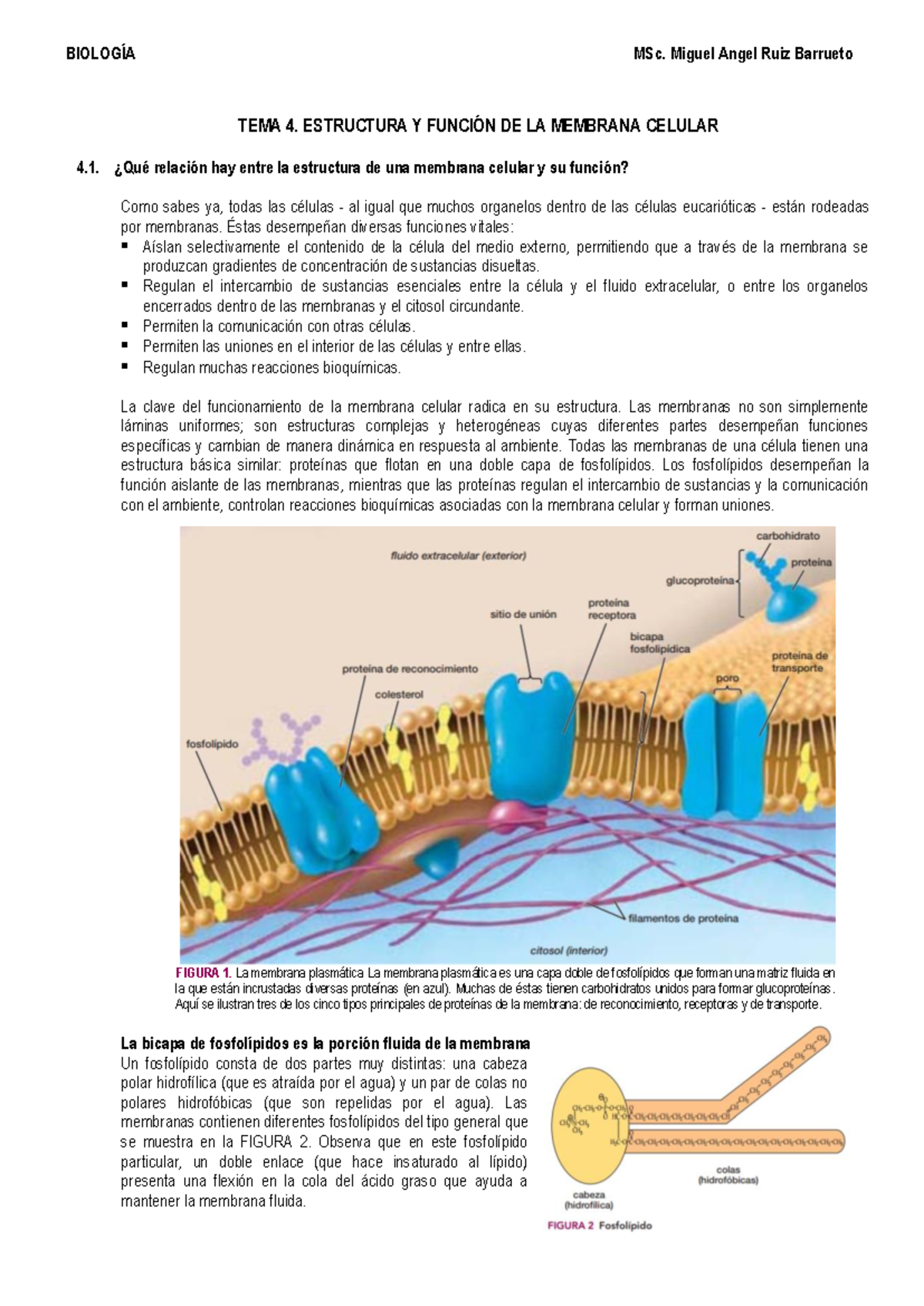 Estructura Y Función De La Membrana Celular Membrana Plasmática