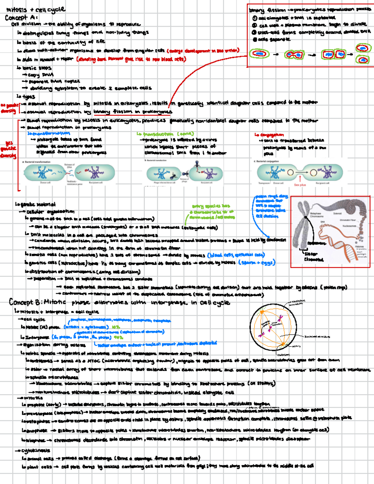 Bio Notes: Mitosis and Meiosis Overview for Cell Cycle Studies - Studocu