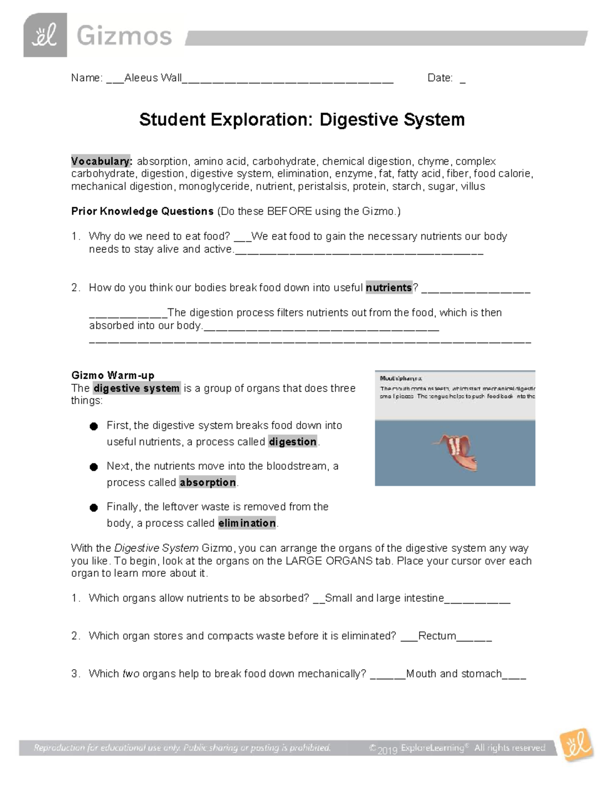 Ch 14 Digestive System Gizmo Exploration and Activities - Studocu