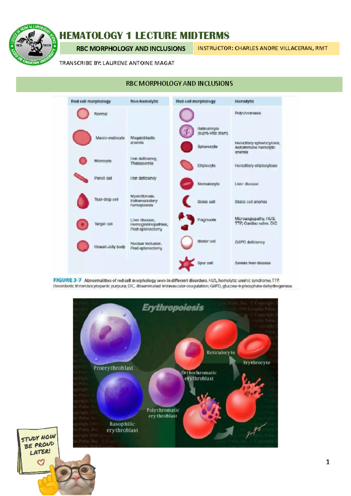HEMATOLOGY 1 MIDTERM LECTURE NOTES: RBC MORPHOLOGY & INCLUSIONS - Studocu
