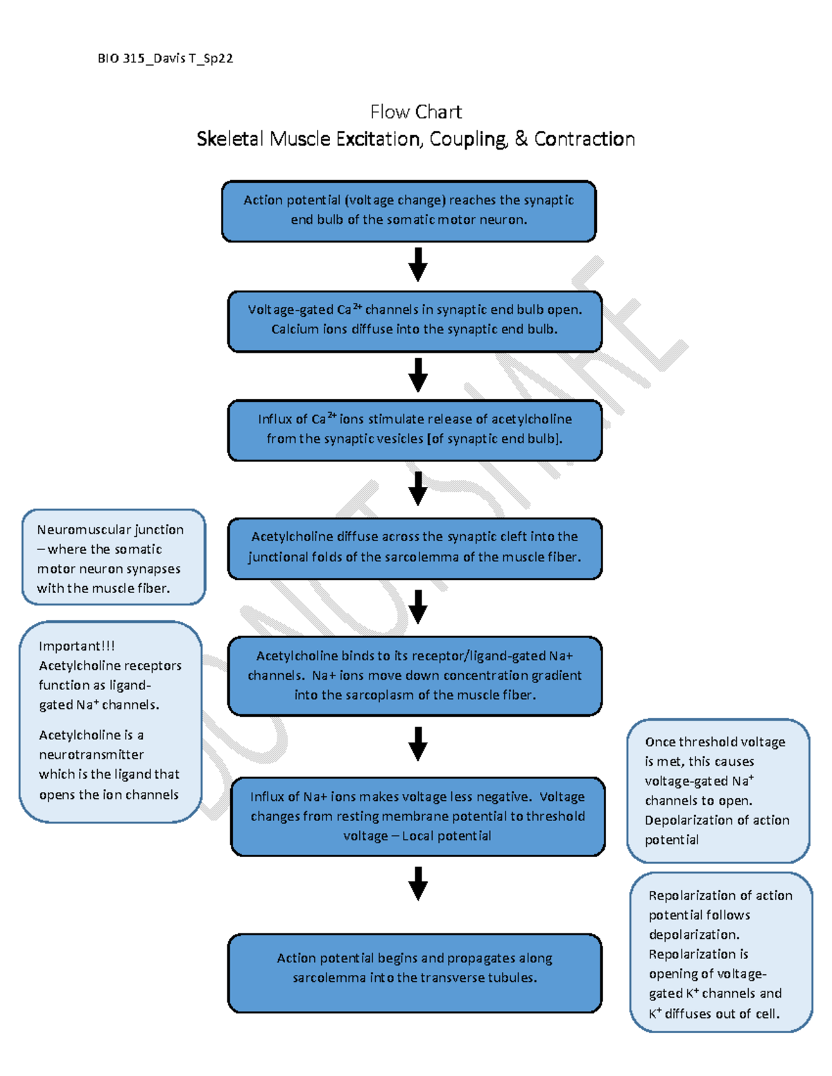 The Neuromuscular Junction Flow Chart