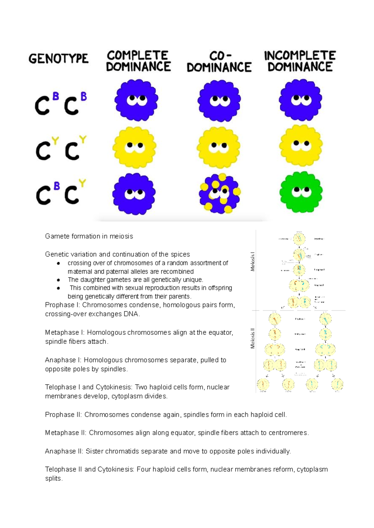Biology Task 1 - Notes - MOD 5 summary - Gamete formation in meiosis ...
