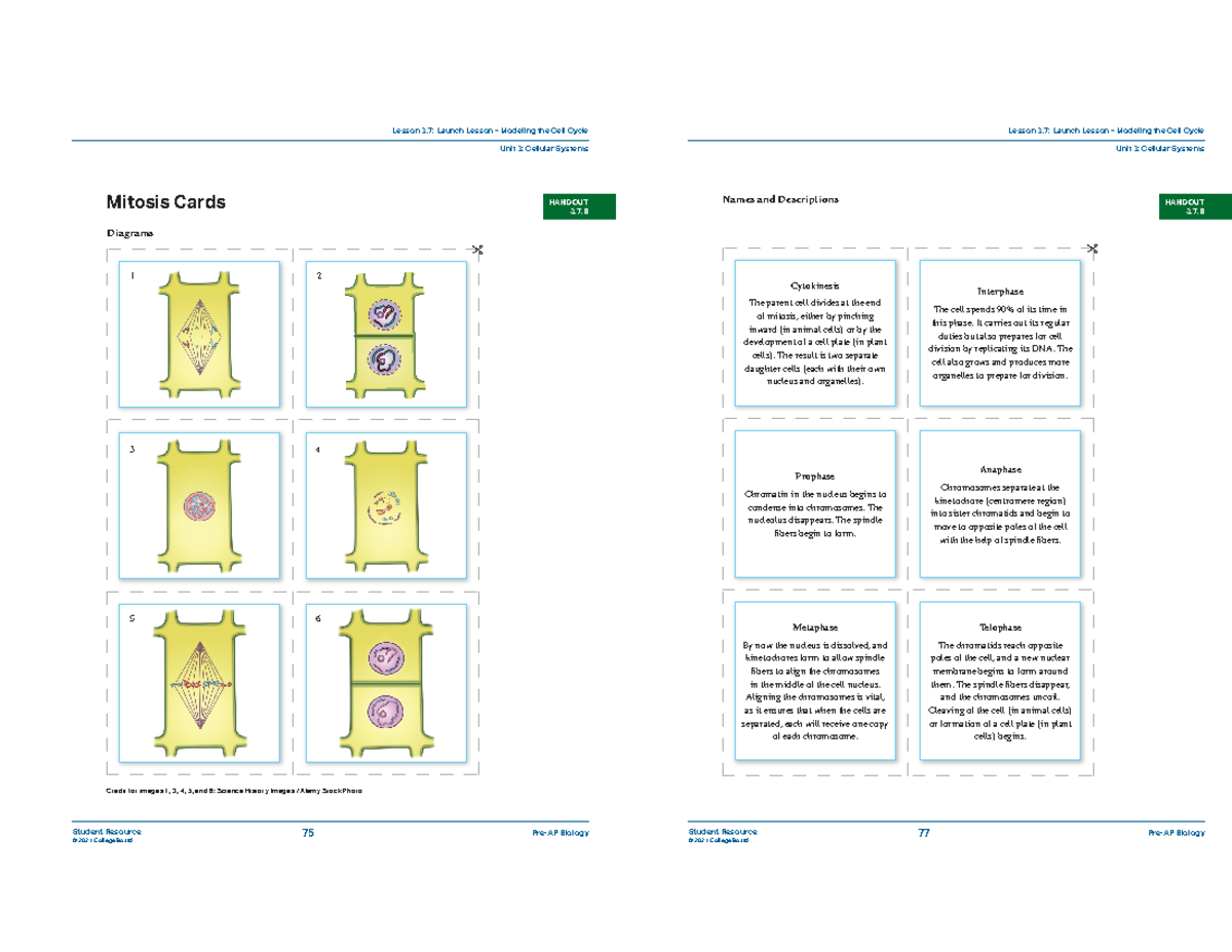 Mitosis Cards for Pre-AP Biology (BIO_U3) - Lesson 3.7 - Studocu
