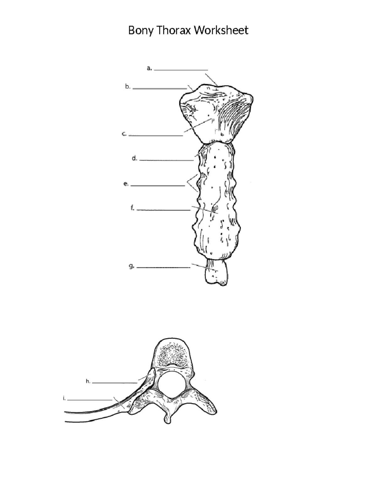 Bony Thorax Worksheet - Helped me study - Bony Thorax Worksheet a. b. C ...