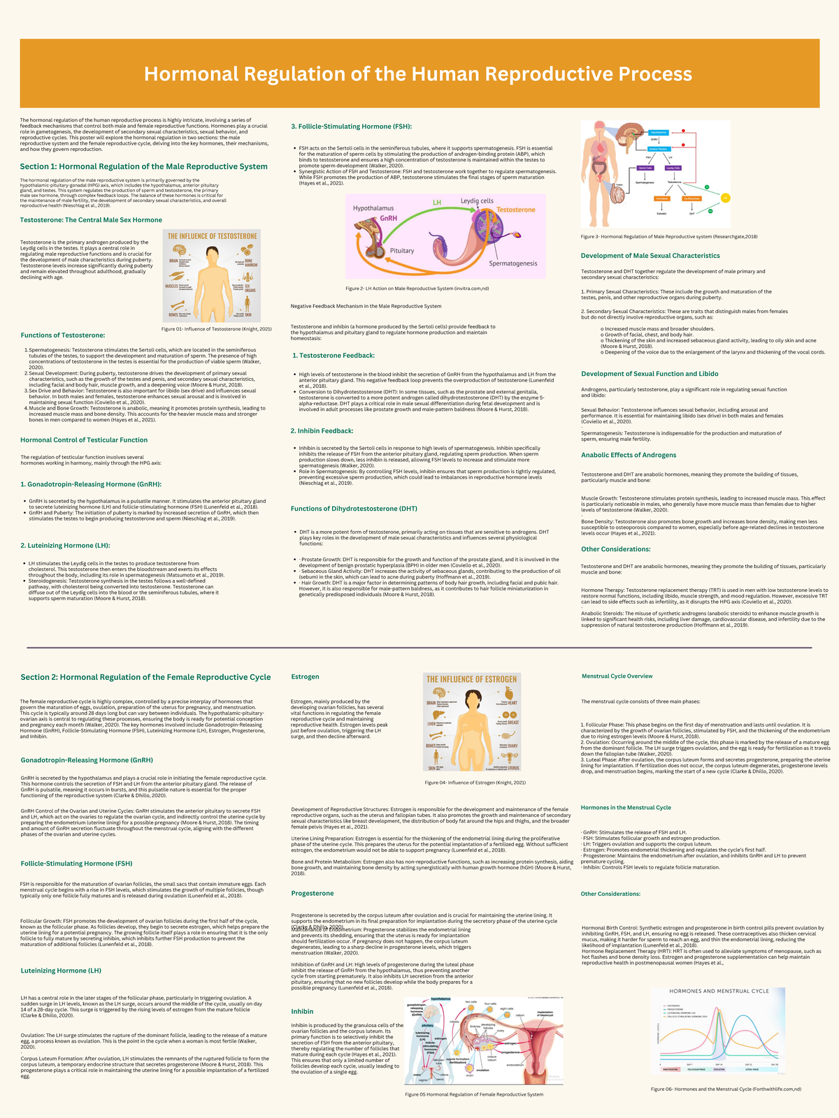 Hormonal Regulation of Human Reproductive Processes - Poster 04 - Studocu