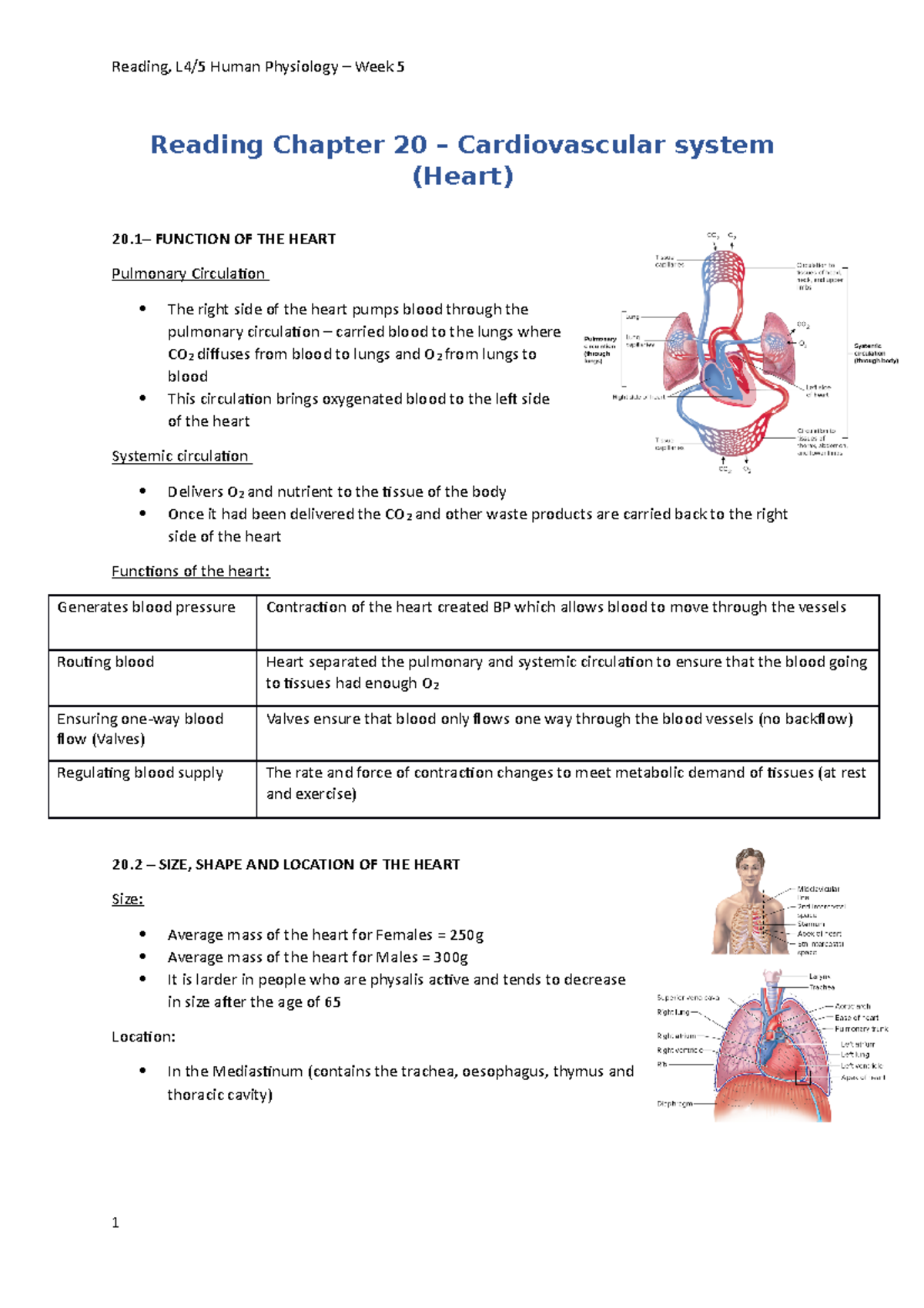L5 - Understanding the Cardiac Cycle & Its Regulation Mechanisms - Studocu