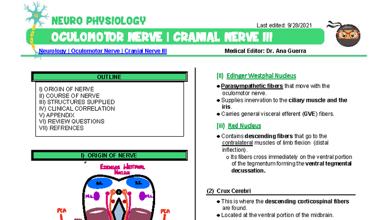 CN III Oculomotor Nerve: Anatomy, Function, and Clinical Correlation ...