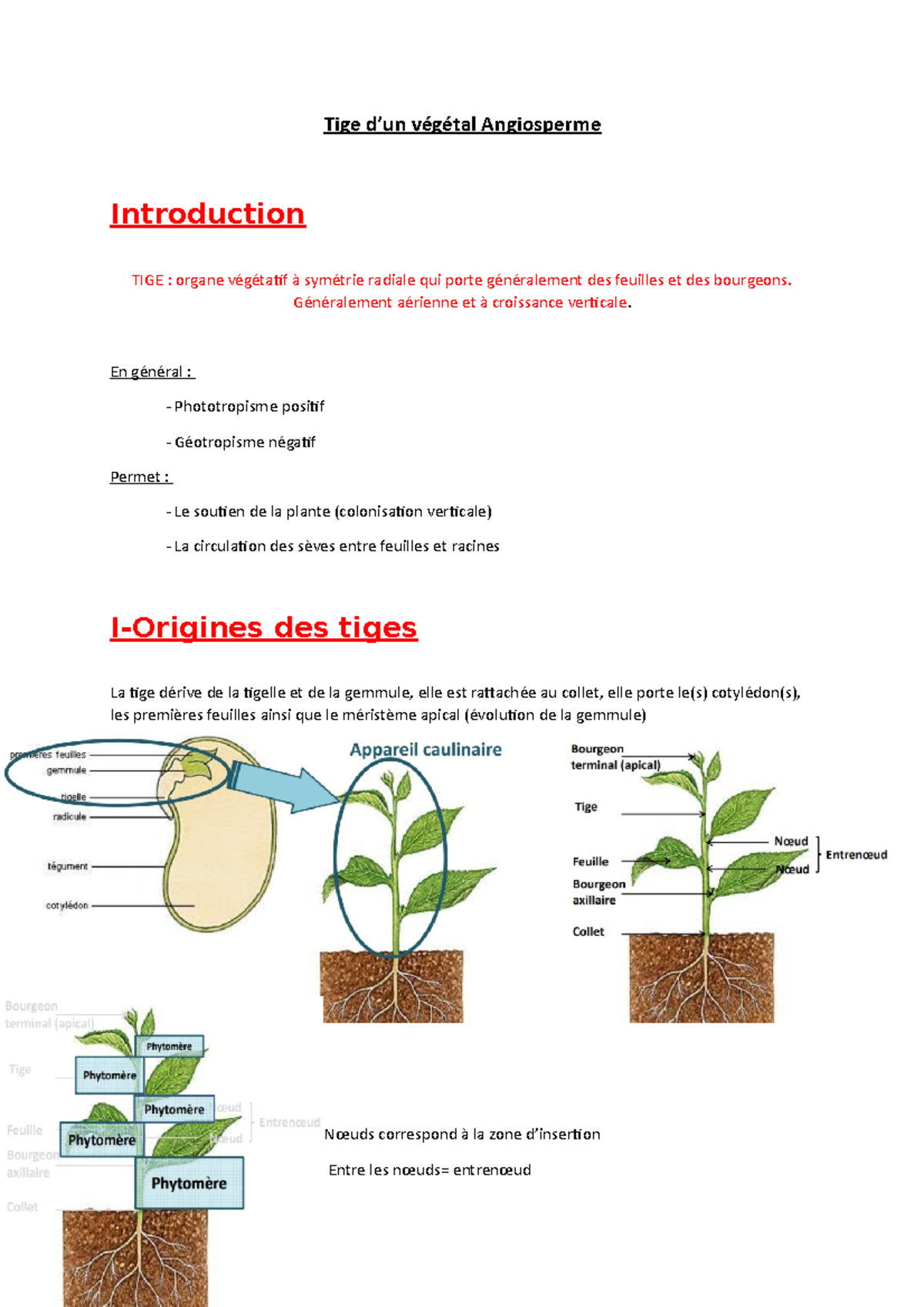 Chapitre 4 : Tige d’un Végétal en Angiospermes - Notes de Cours - Studocu