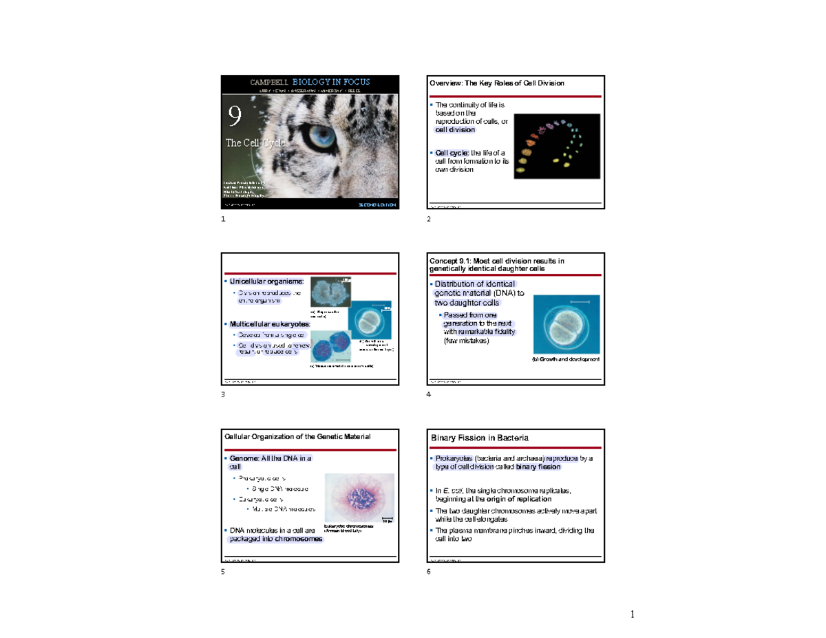Cell Cycle Phases and Regulation: Mitosis and Cytokinesis Notes ...
