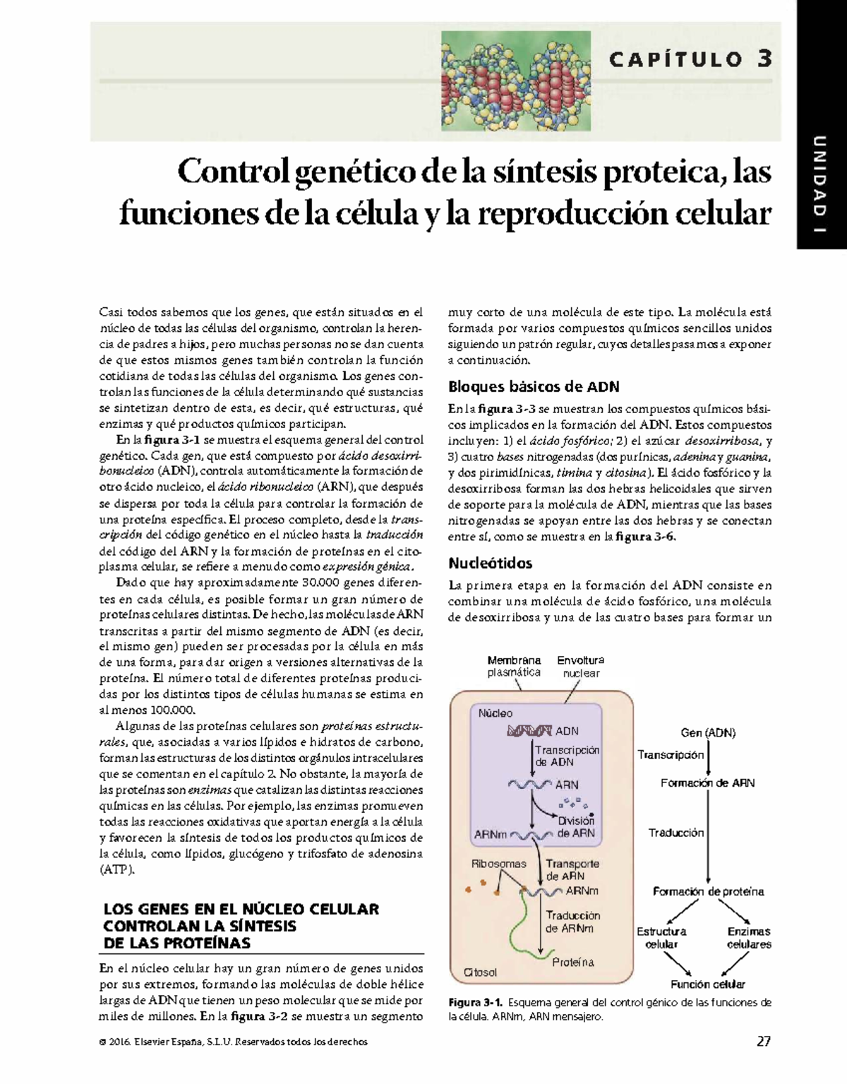 Control Genético de la Síntesis Proteica y Apoptosis: Capítulo 3 - Studocu