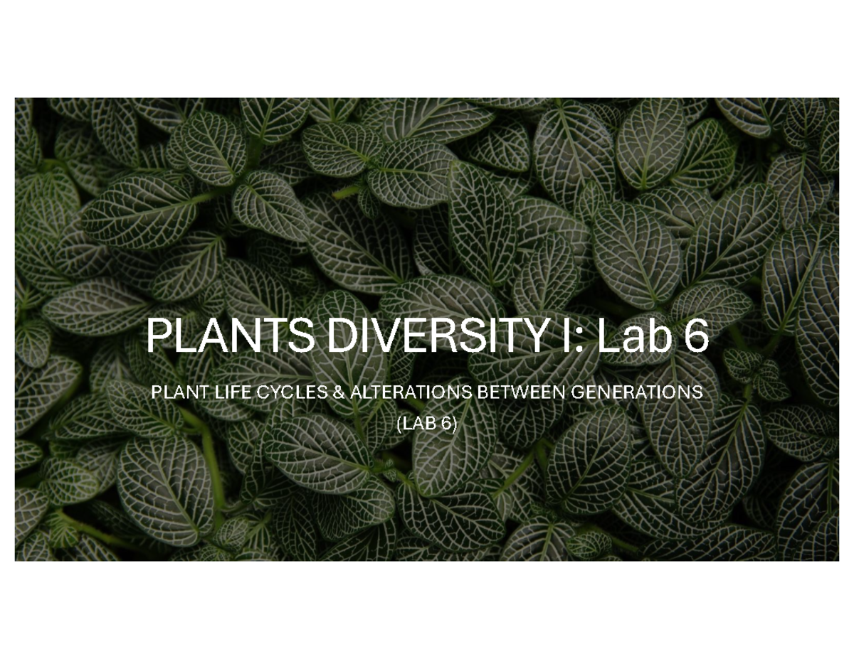 Lab 6: Plant Life Cycles & Alternation of Generations (PLANTS DIVERSITY ...