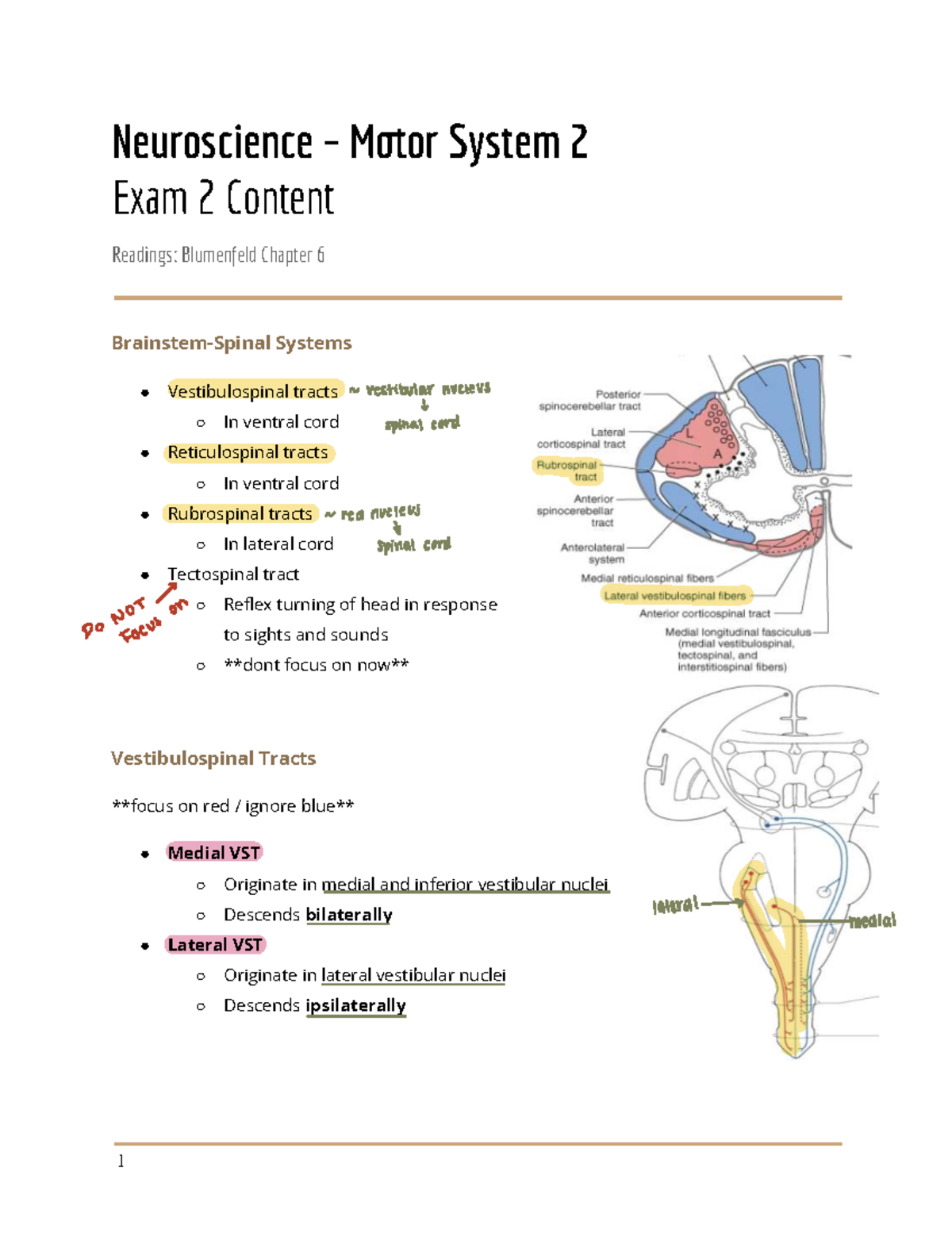 Neuroscience Exam 2 Study Guide: Brainstem-Spinal Motor Systems ...