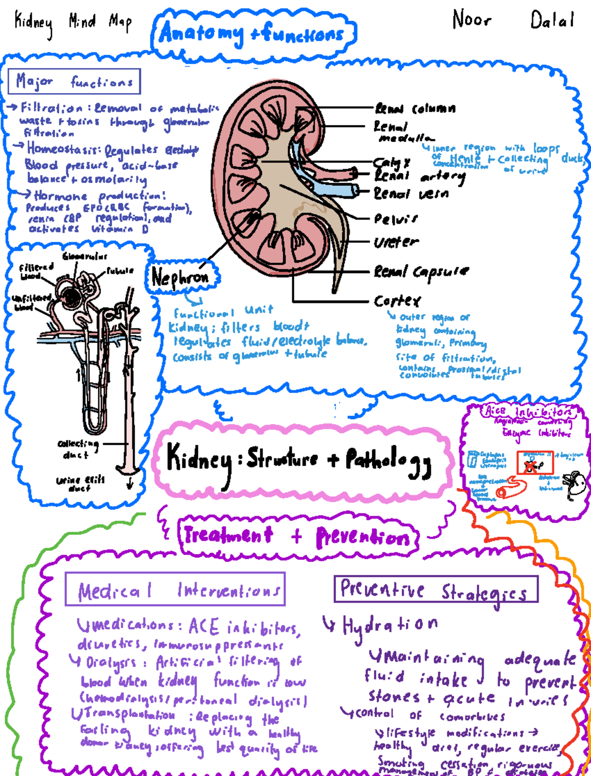 Kidney Pathology Project: Understanding Renal Function and Injury - Studocu