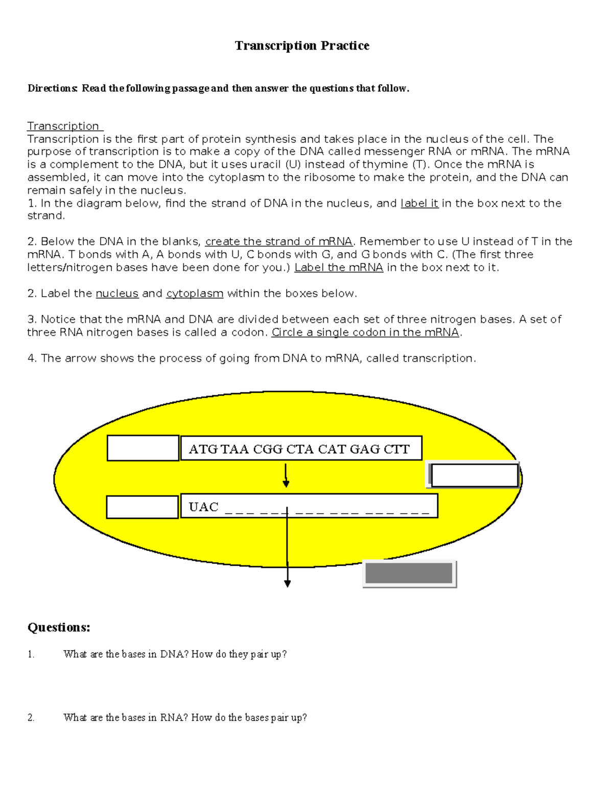 Transcription Practice Worksheet: Understanding mRNA Synthesis - Studocu
