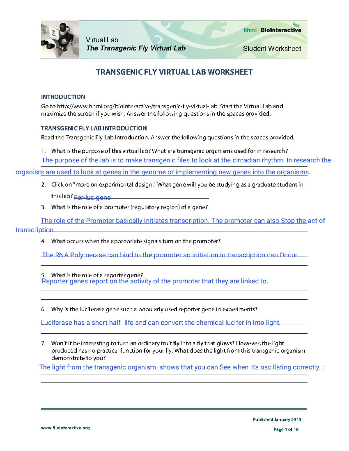 Transgenic Fly Virtual Lab Worksheet - Bio 220929 - Studocu