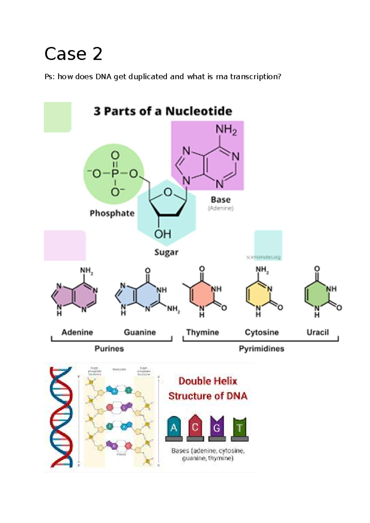 Case 2 BBS1001 - DNA Duplication and RNA Transcription Explained ...