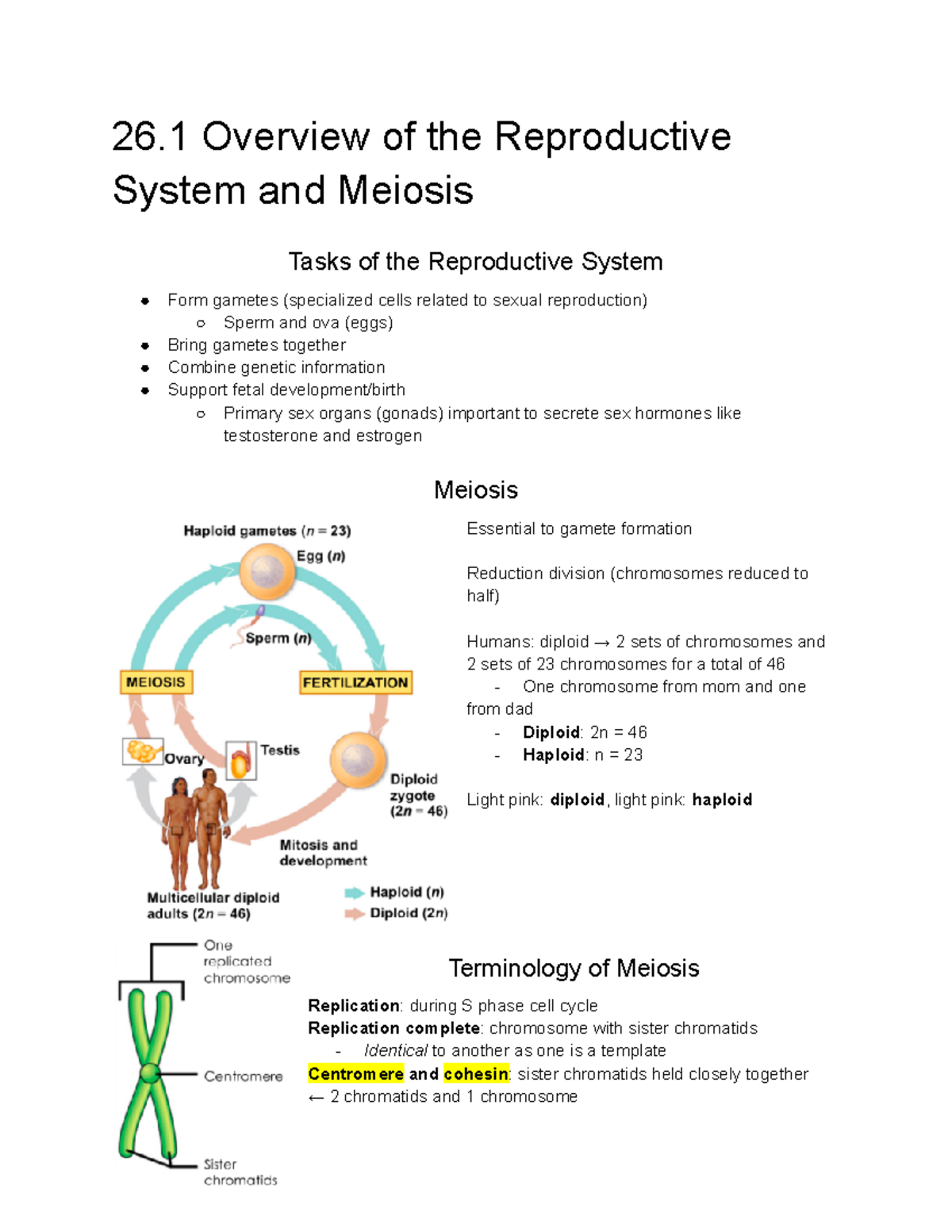 Ch 26 Reproductive System: Meiosis & Anatomy of Male/Female Systems ...