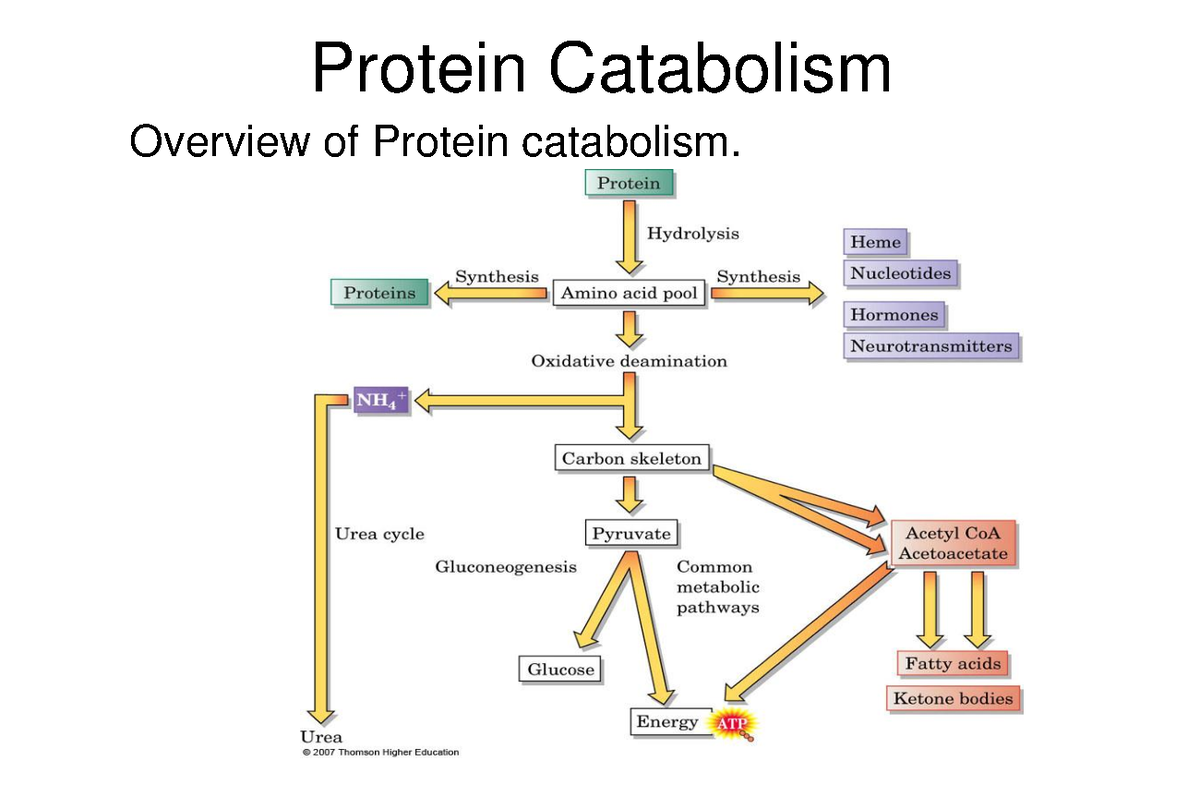 Protein Metabolism Overview: Catabolism, Nitrogen Balance & Urea Cycle ...