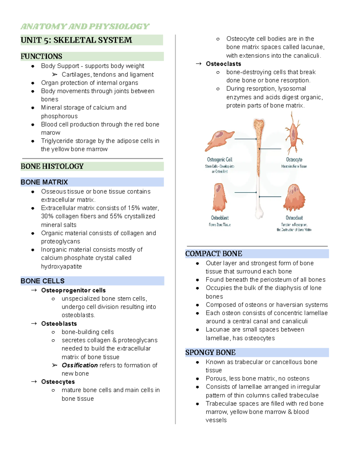 Anaphy Unit 5: Comprehensive Overview of the Skeletal System - Studocu