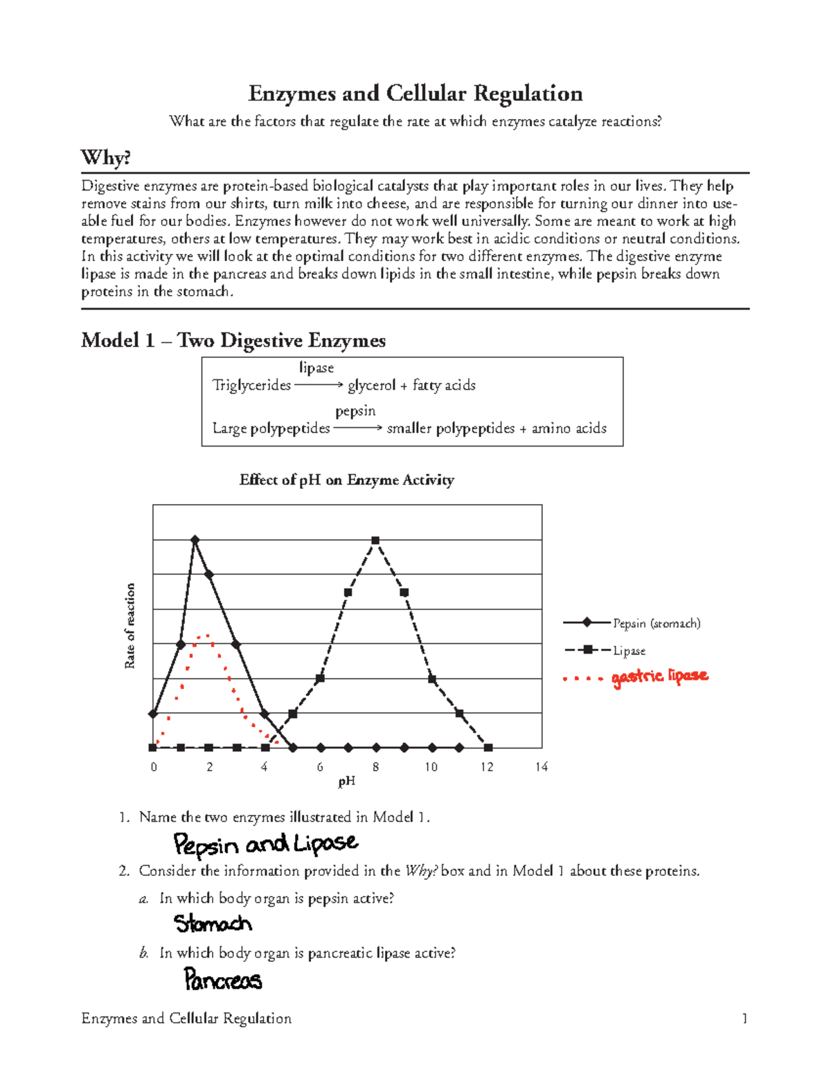 AP Biology: Enzymes and Cellular Regulation POGIL Activity Notes - Studocu