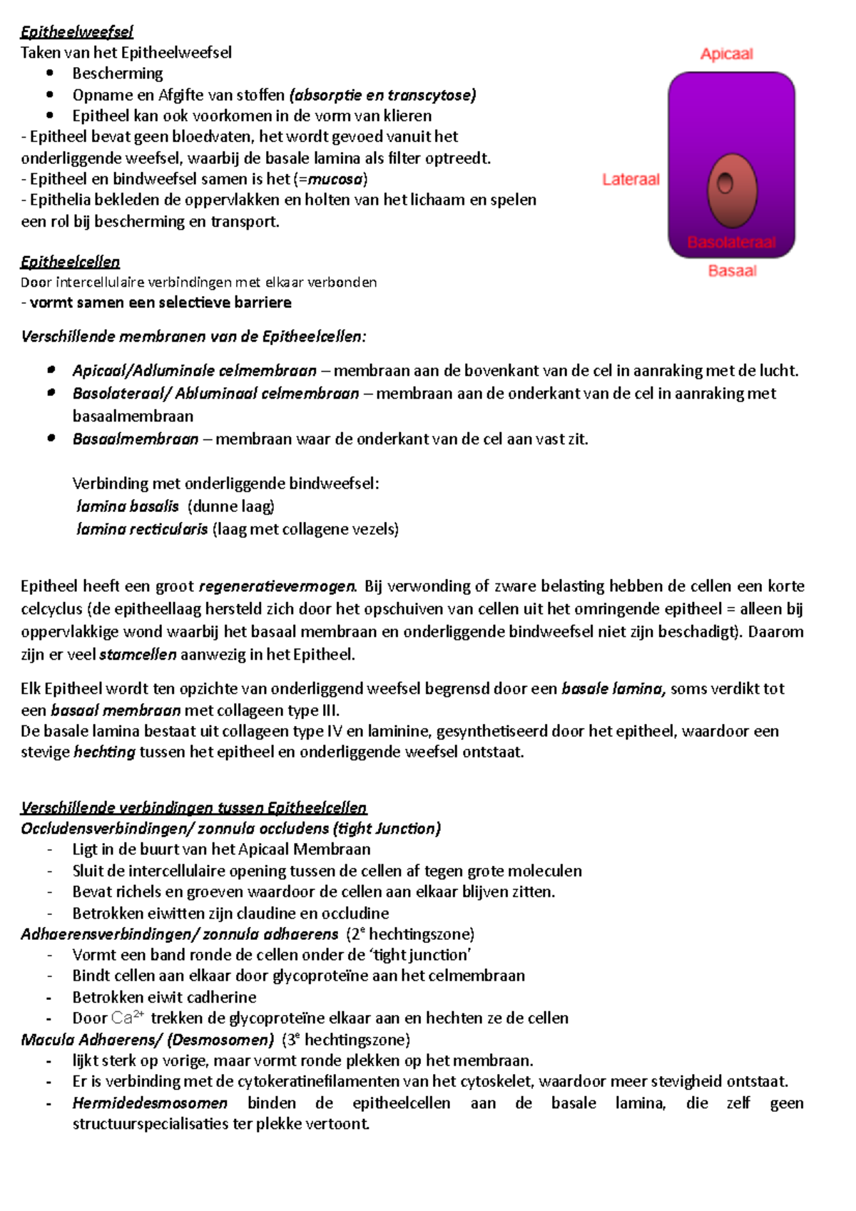 Epitheelweefsel: Samenvatting van Functies en Structuren - Studeersnel