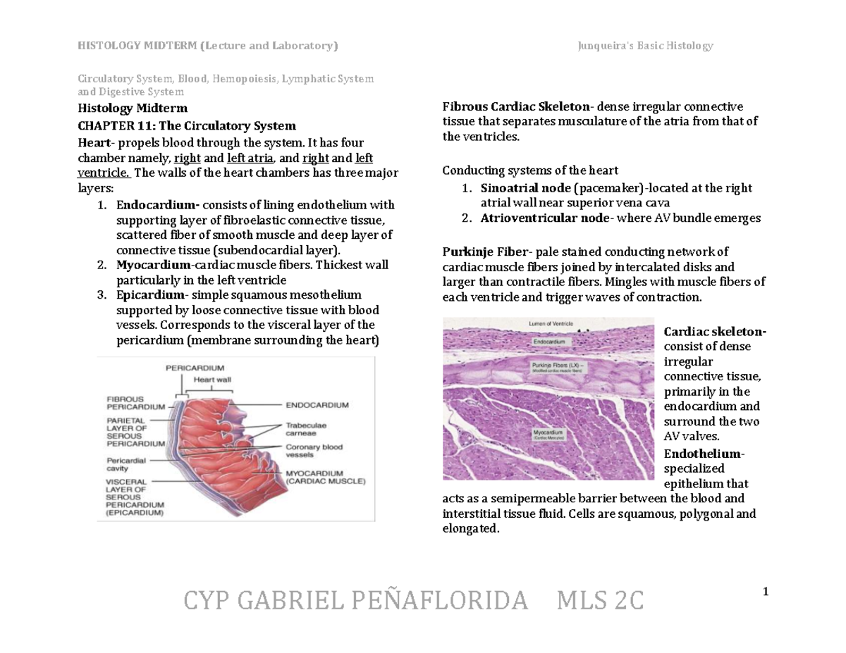 HISTOLOGY MIDTERM (MLS 2C) Overview of Circulatory, Blood, and ...
