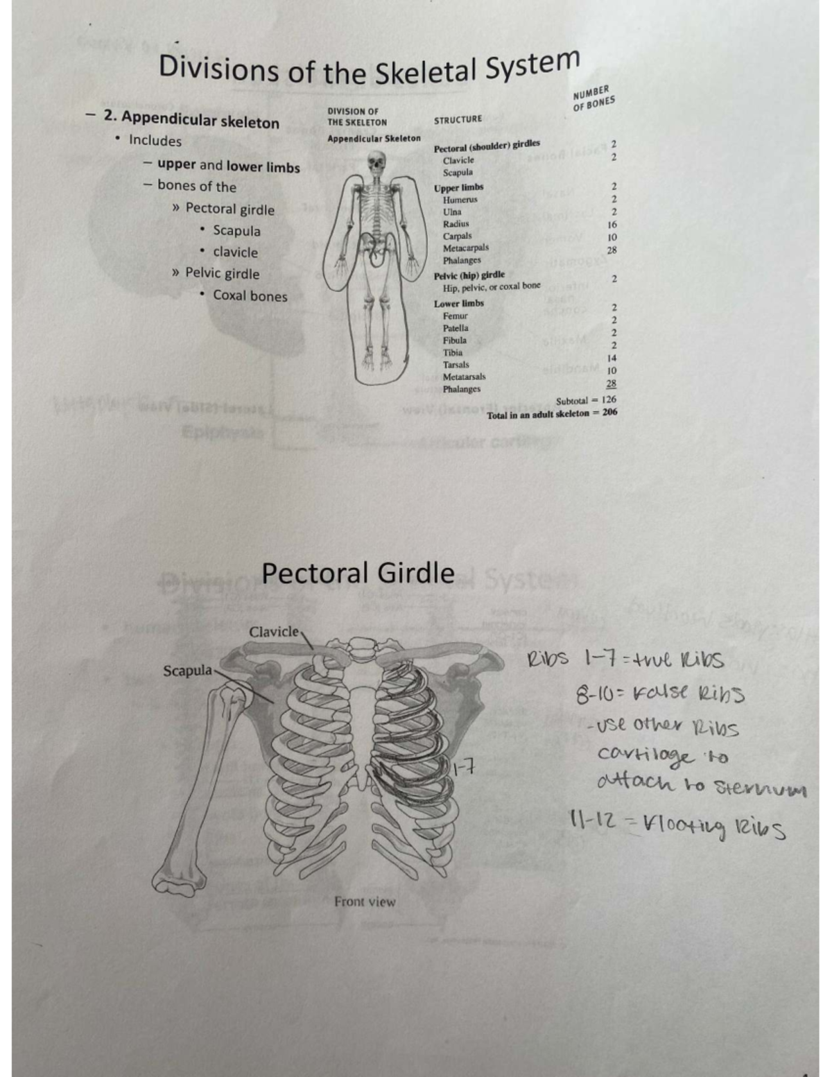 Visual Study Guide: Divisions of the Skeletal System (BIO 101) - Studocu