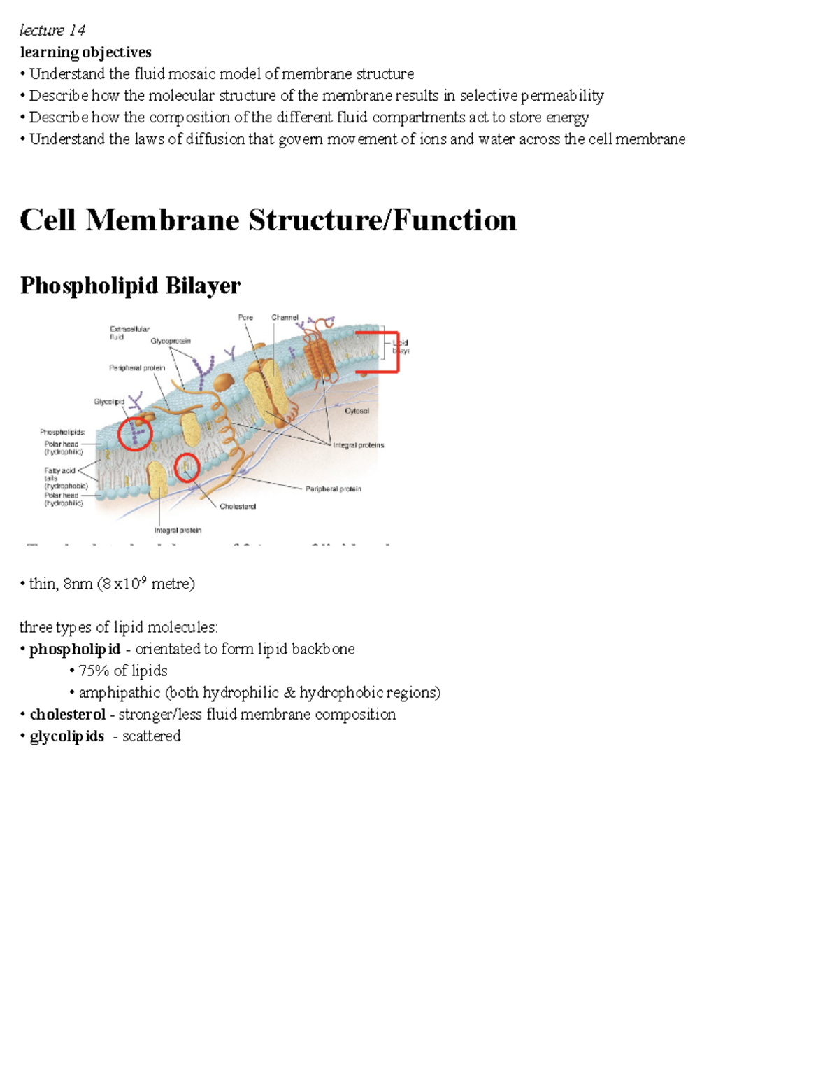 L14 Cell Membrane - Detailed Lecture Notes on Structure & Function ...