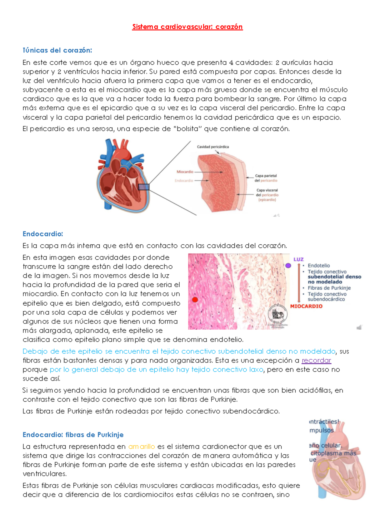 Sistema Cardiovascular: Estructura y Función del Corazón y Vasos ...