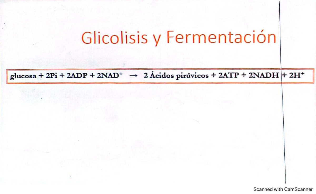 Glucolisis y Fermentación: Conceptos Clave y Procesos Metabólicos - Studocu